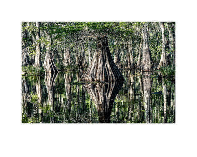 Bald Cypress Lake Martin by Robert Anderson – PHOTIQ